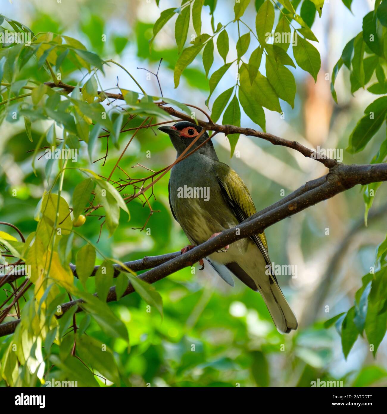 Red eye figbird hi-res stock photography and images - Alamy