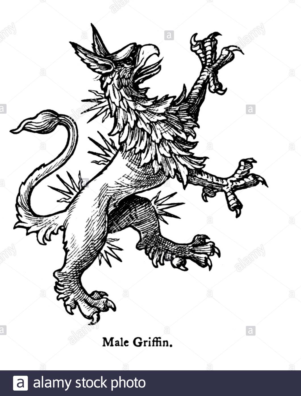 Griffin illustration hi-res stock photography and images - Alamy