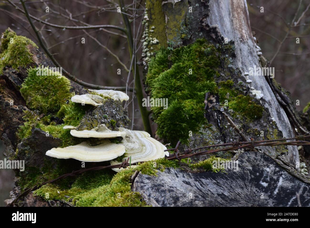 Times long past hi-res stock photography and images - Alamy