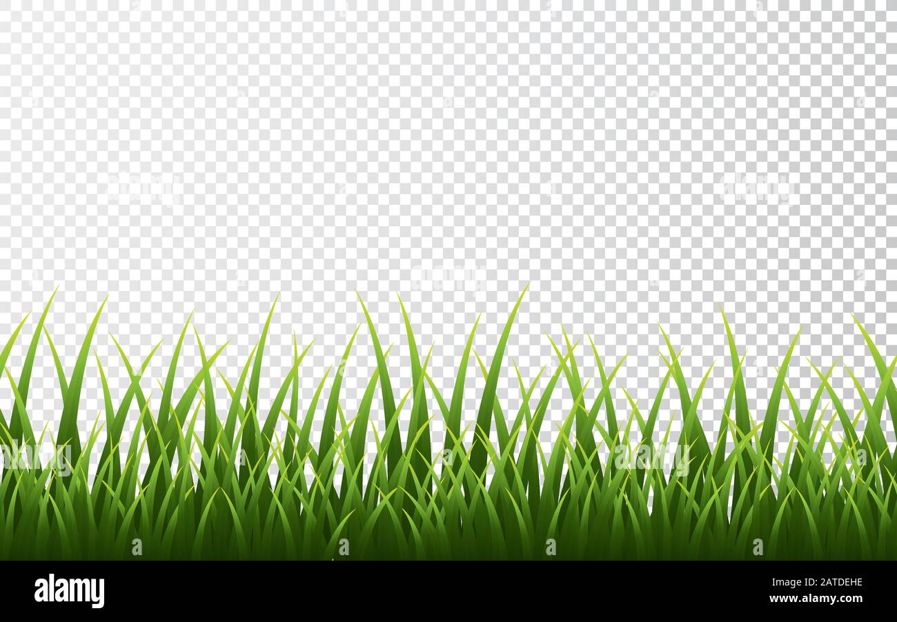 Green grass border set on transparent background. Vector Illustration ...