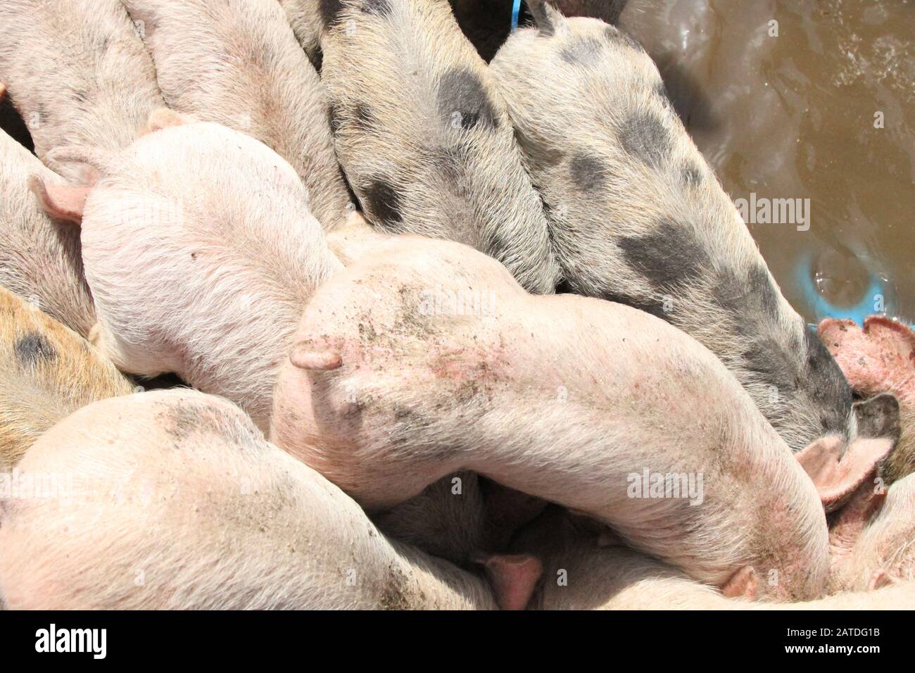 Hog borne disease hi-res stock photography and images - Alamy