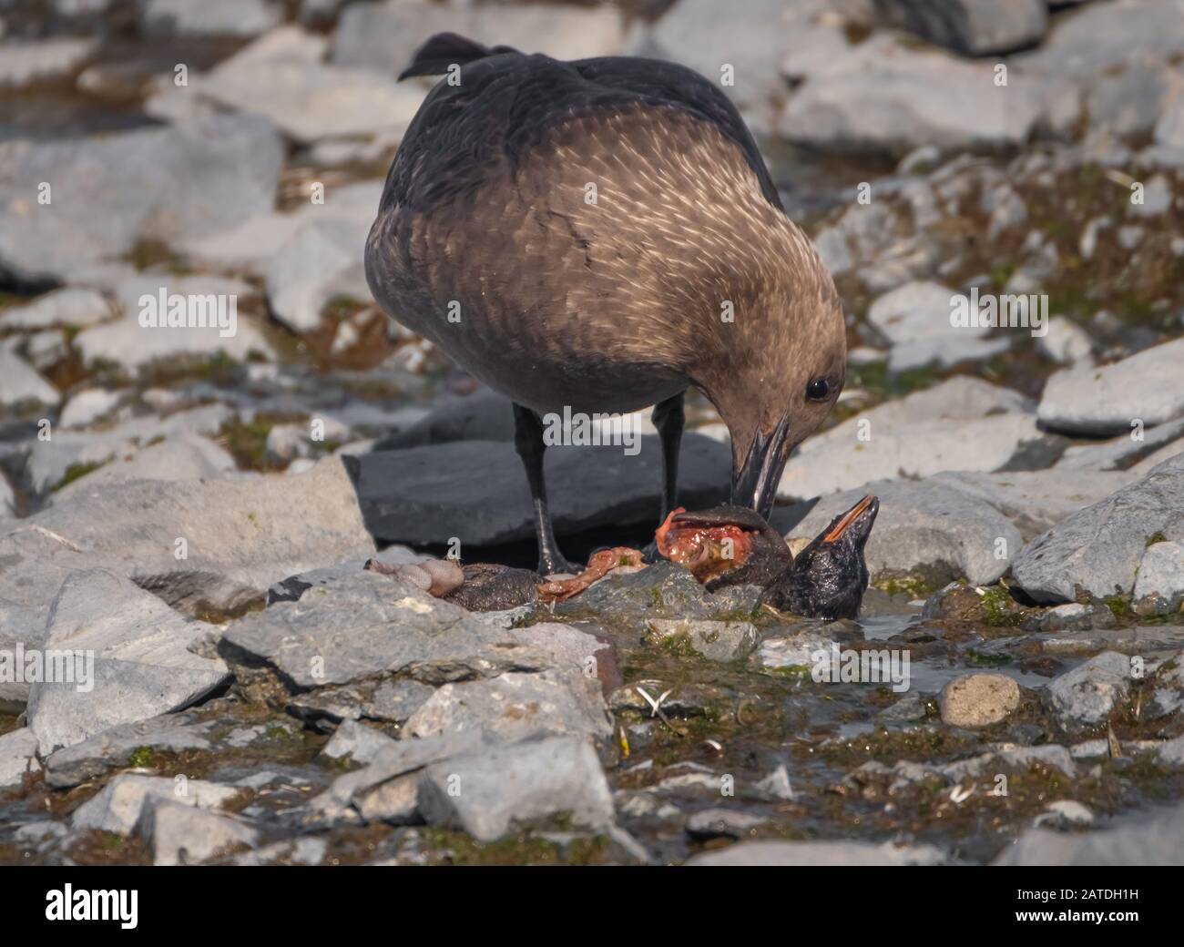 Merine life hi-res stock photography and images - Alamy