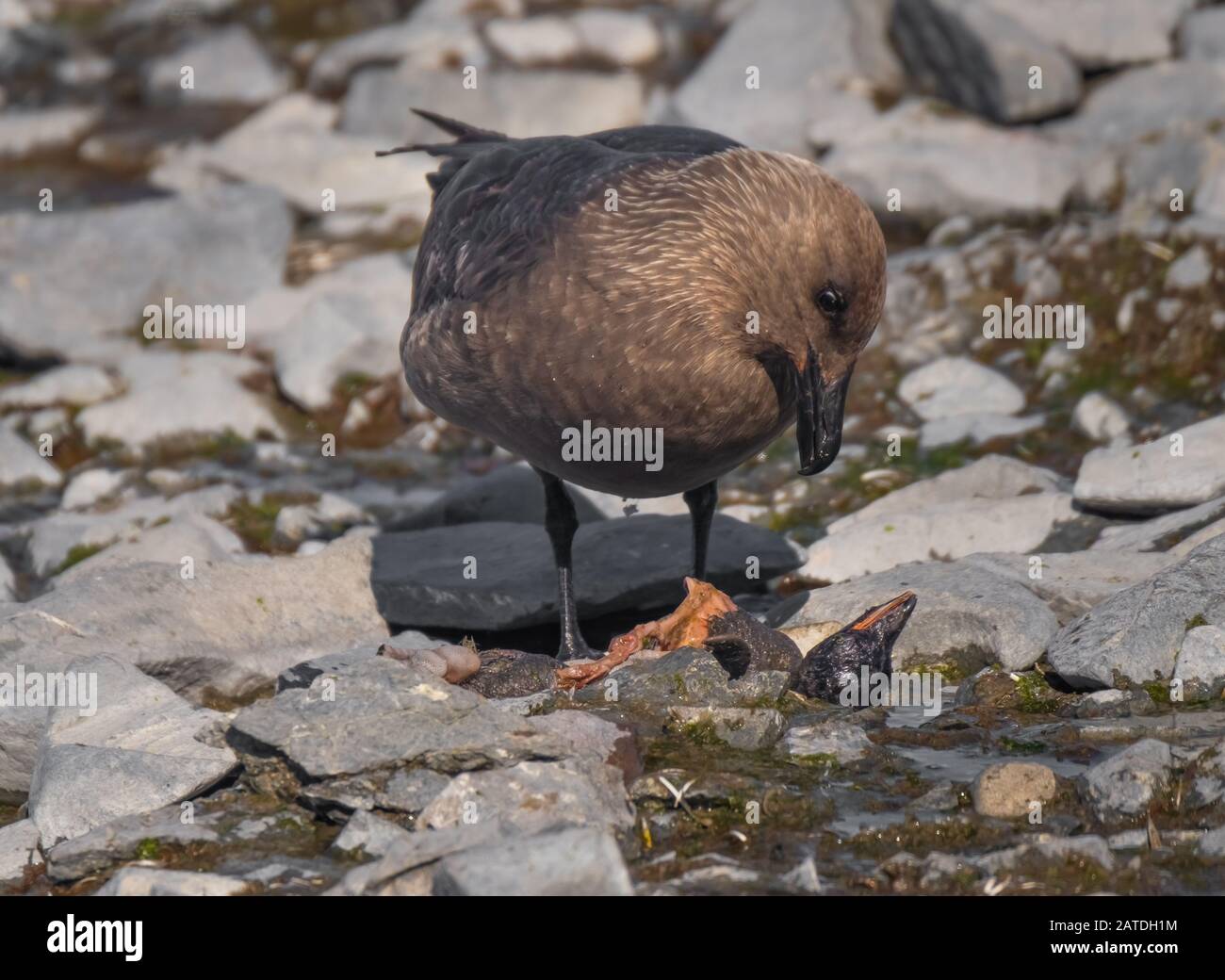 Merine life hi-res stock photography and images - Alamy