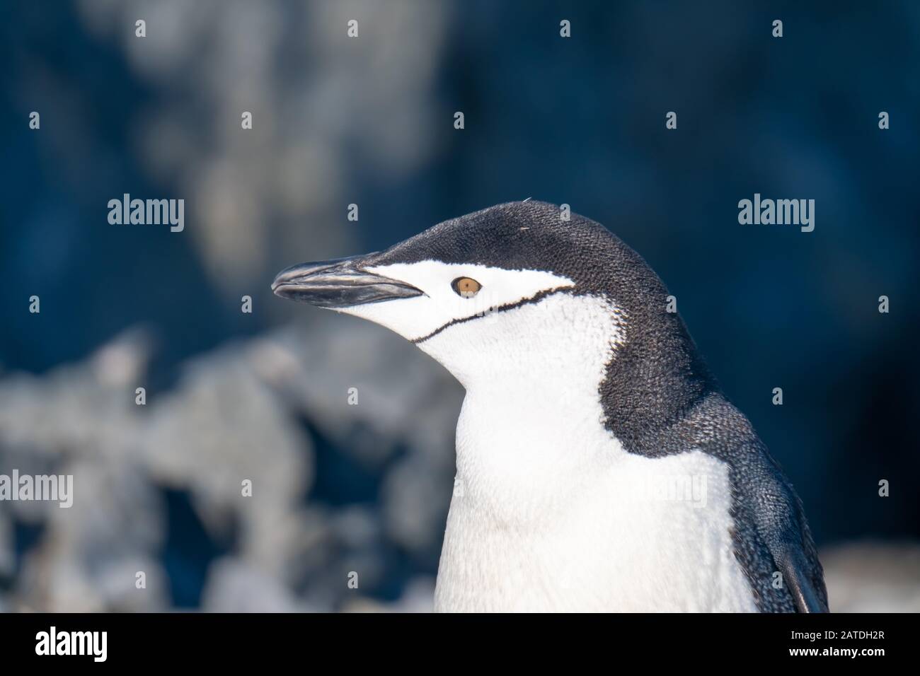Closeup of a Chinstrap penguin in Esperanza base, a permanent Argentine ...