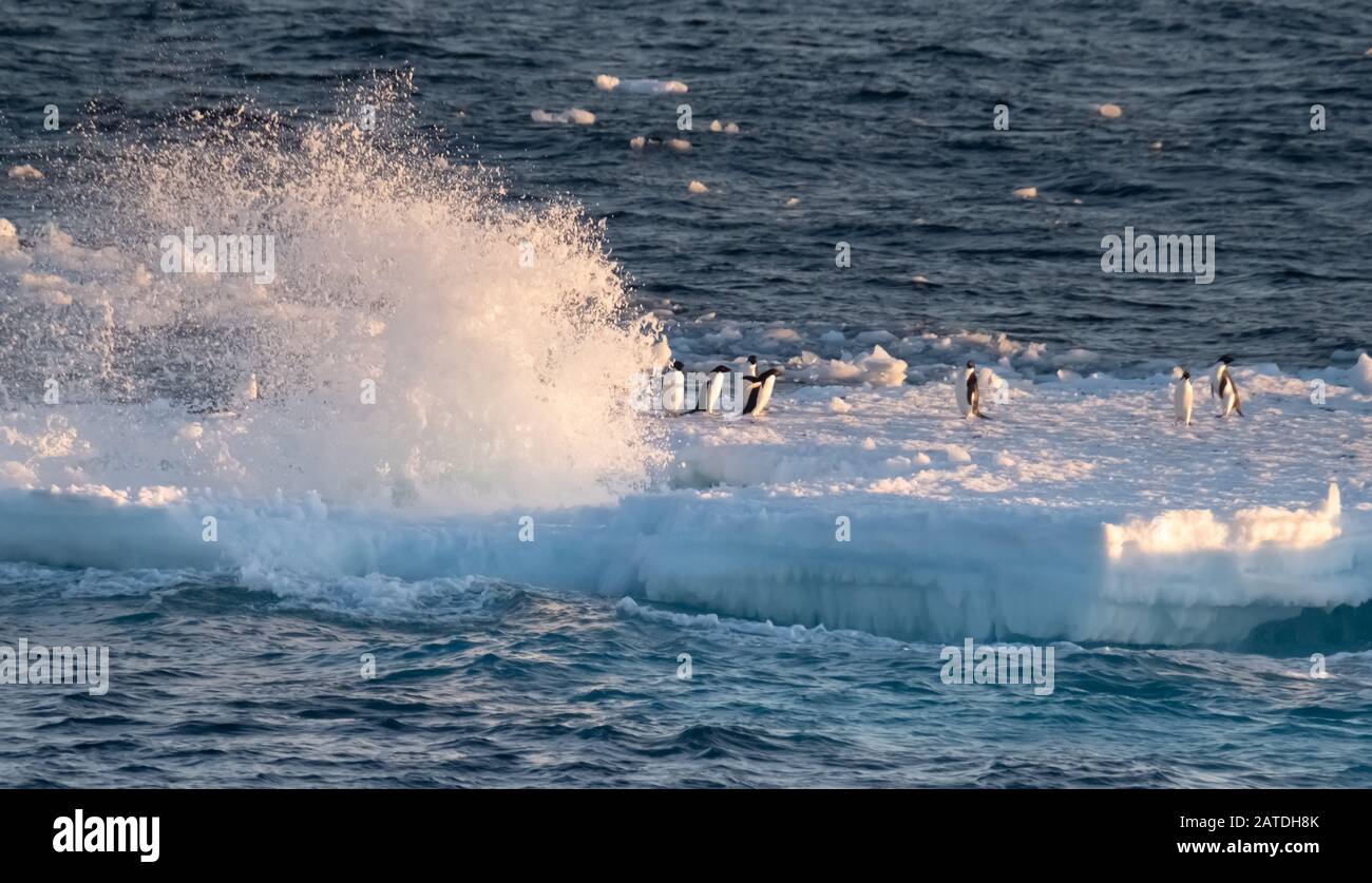 Penguins weathering a rough storm on an ince float along the coast of ...