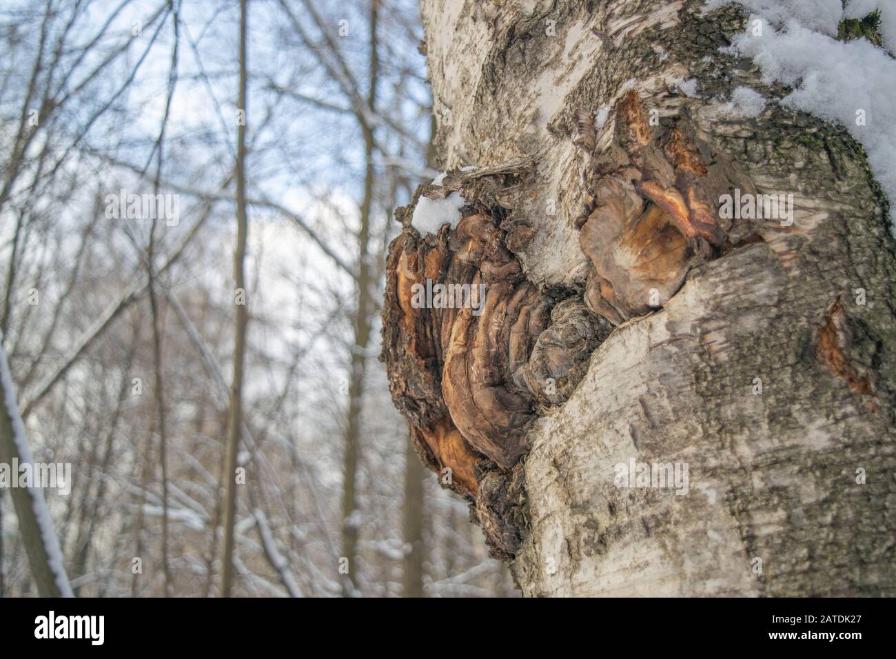 Chaga arboreal mushroom hi-res stock photography and images - Alamy