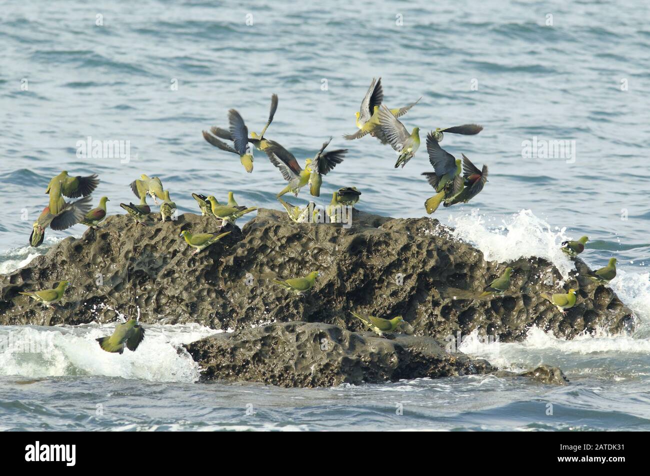 Water pigeons hi-res stock photography and images - Alamy