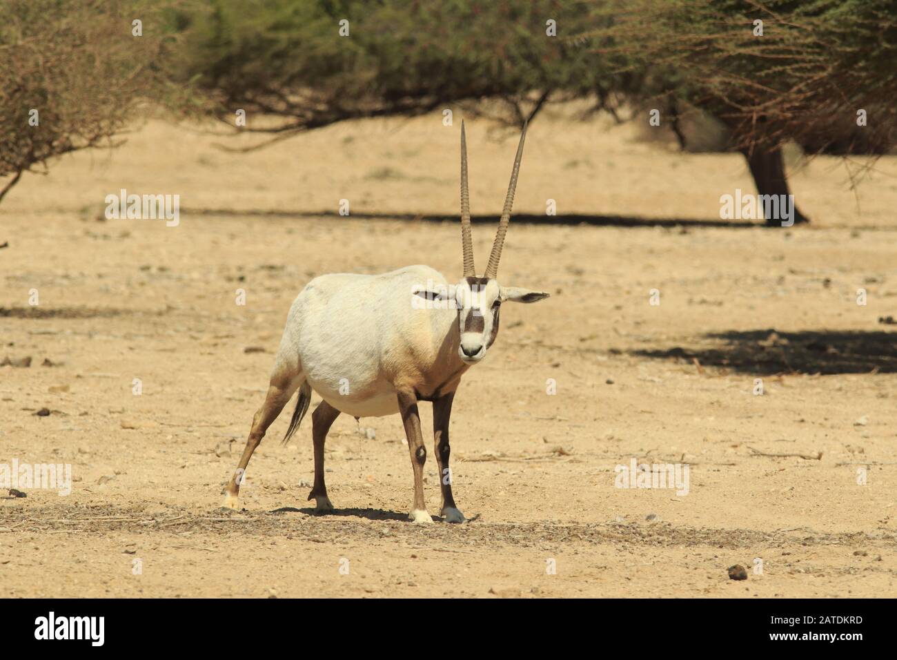 Arabian oryx oryx leucoryx arabian hi-res stock photography and images ...