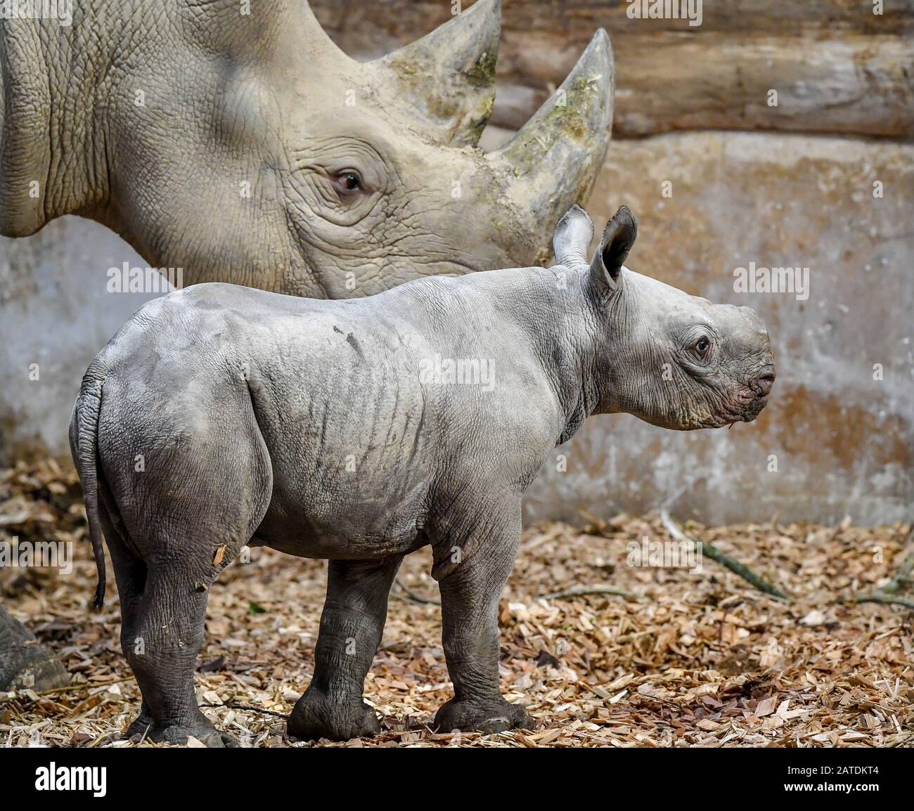 A baby male eastern black rhinoceros inside its enclosure with first ...