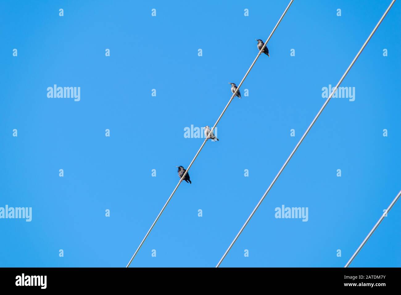 Powerline bird hi-res stock photography and images - Alamy