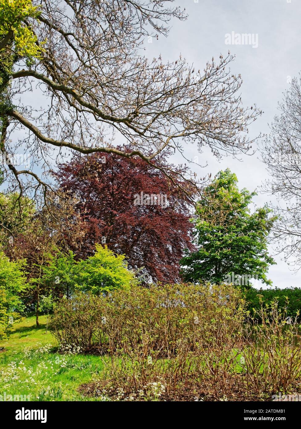 Trees blossom in park in Leeds Castle of Kent UK Stock Photo - Alamy