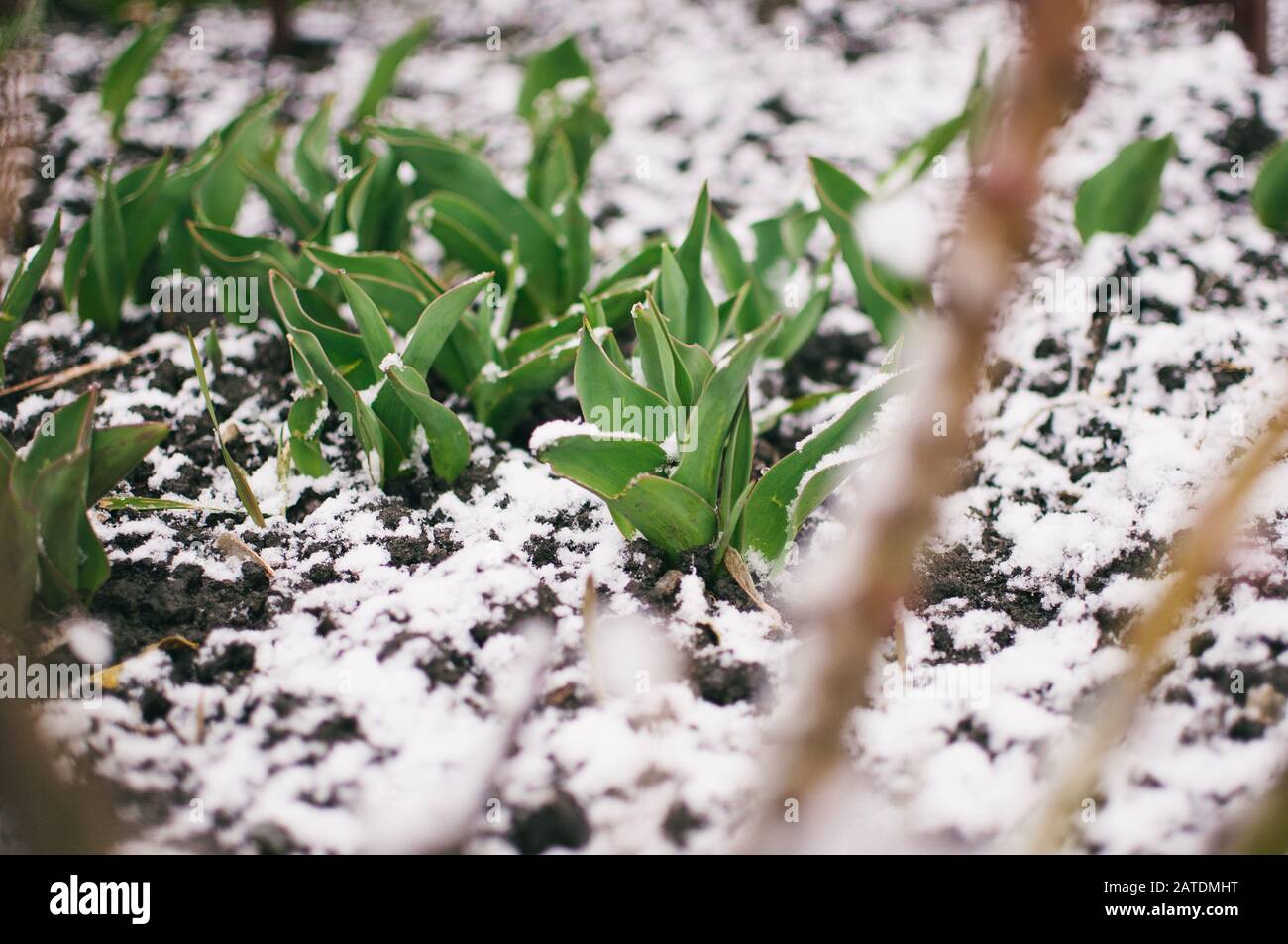Tulips sprout from the ground through white snow in the chill of ...