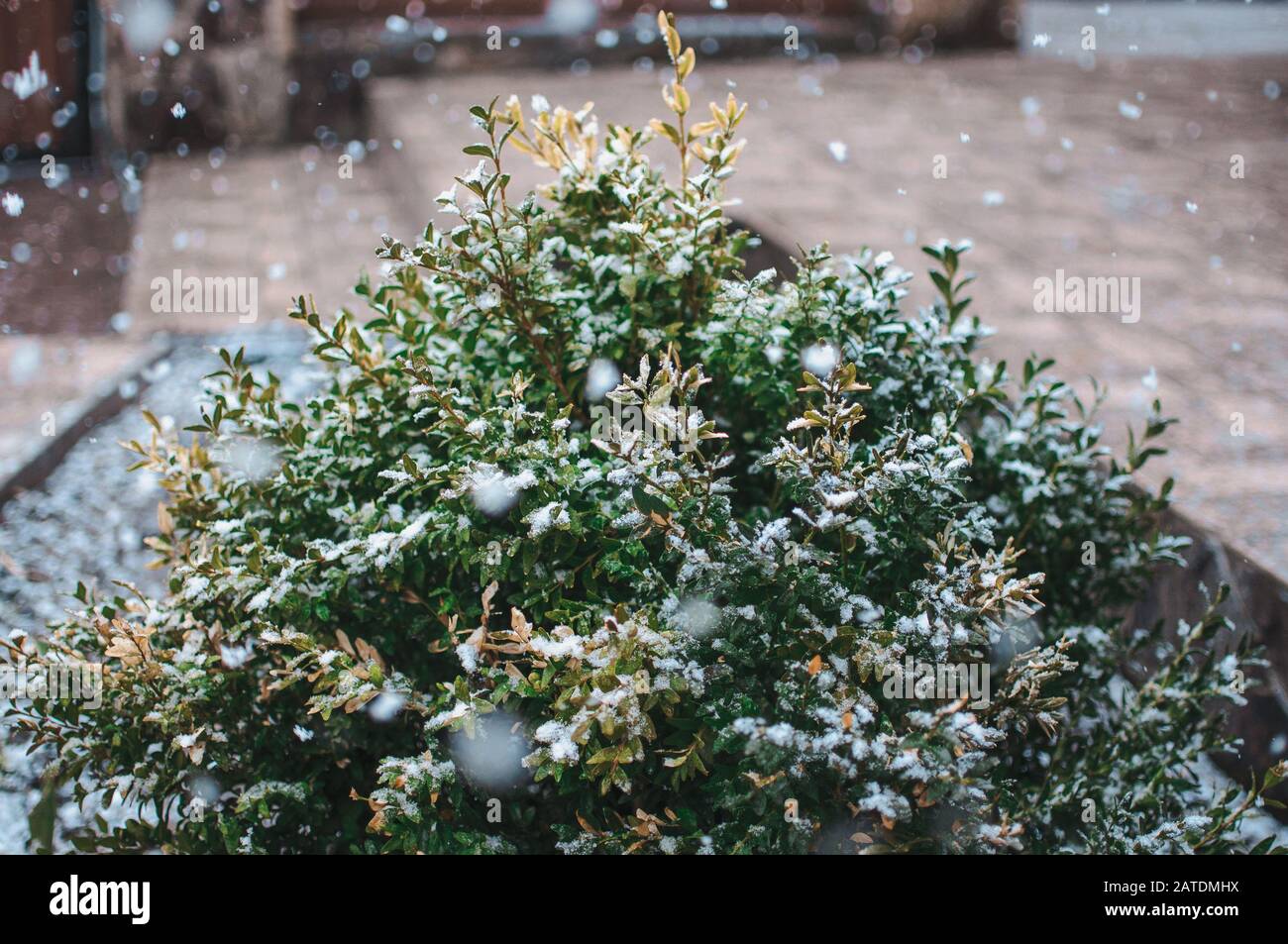 Turkish boxwood hi-res stock photography and images - Alamy