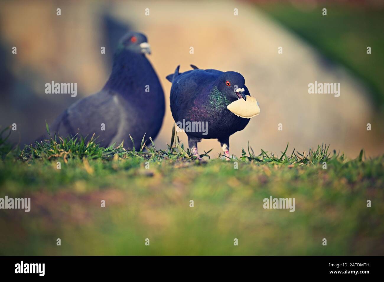 Color fauna hi-res stock photography and images - Alamy