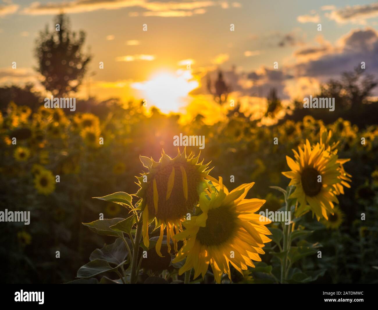 Sunflower field at sunset Stock Photo - Alamy