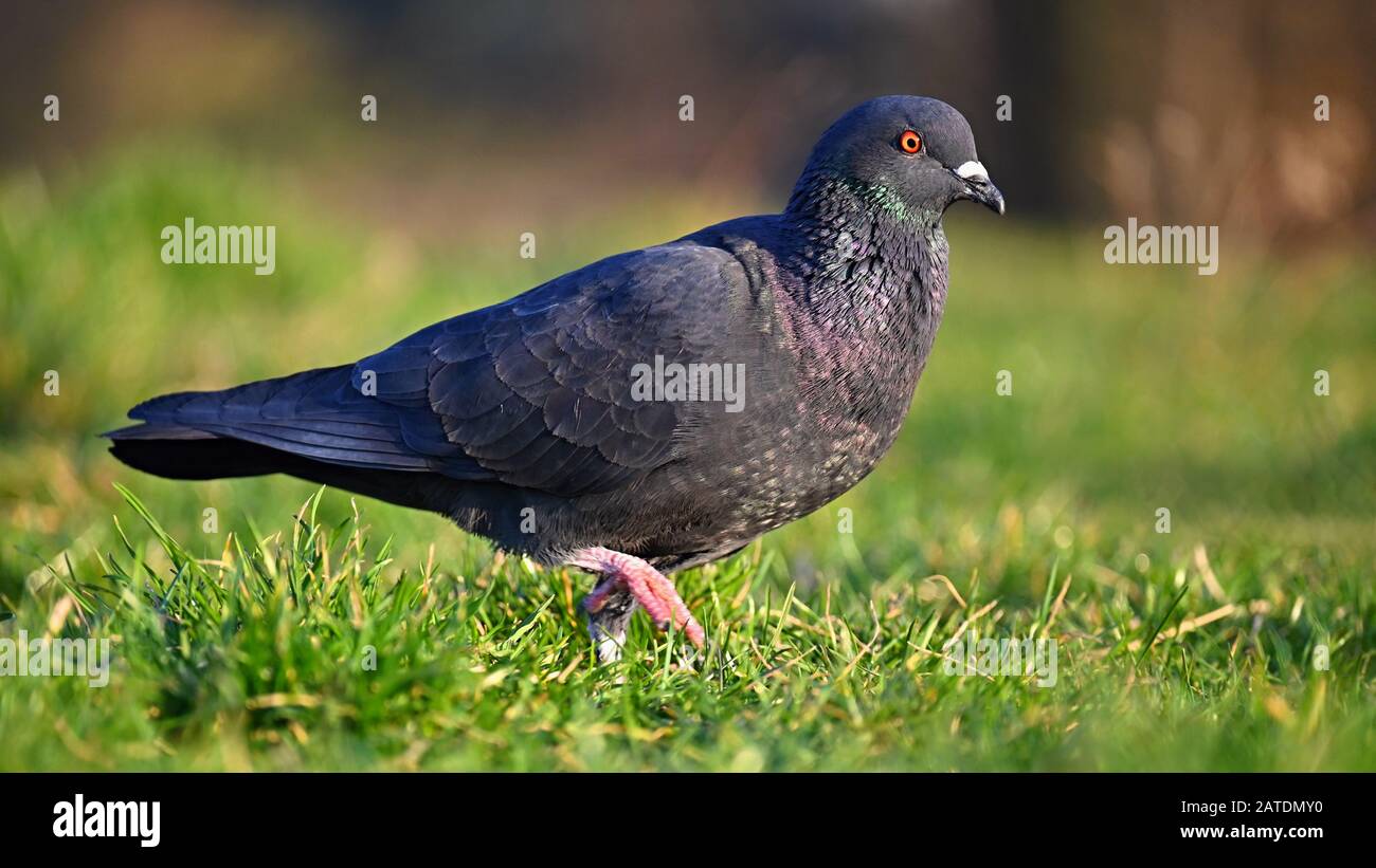 Animal - bird pigeon. Beautiful closeup shot of a pigeon in the wild ...