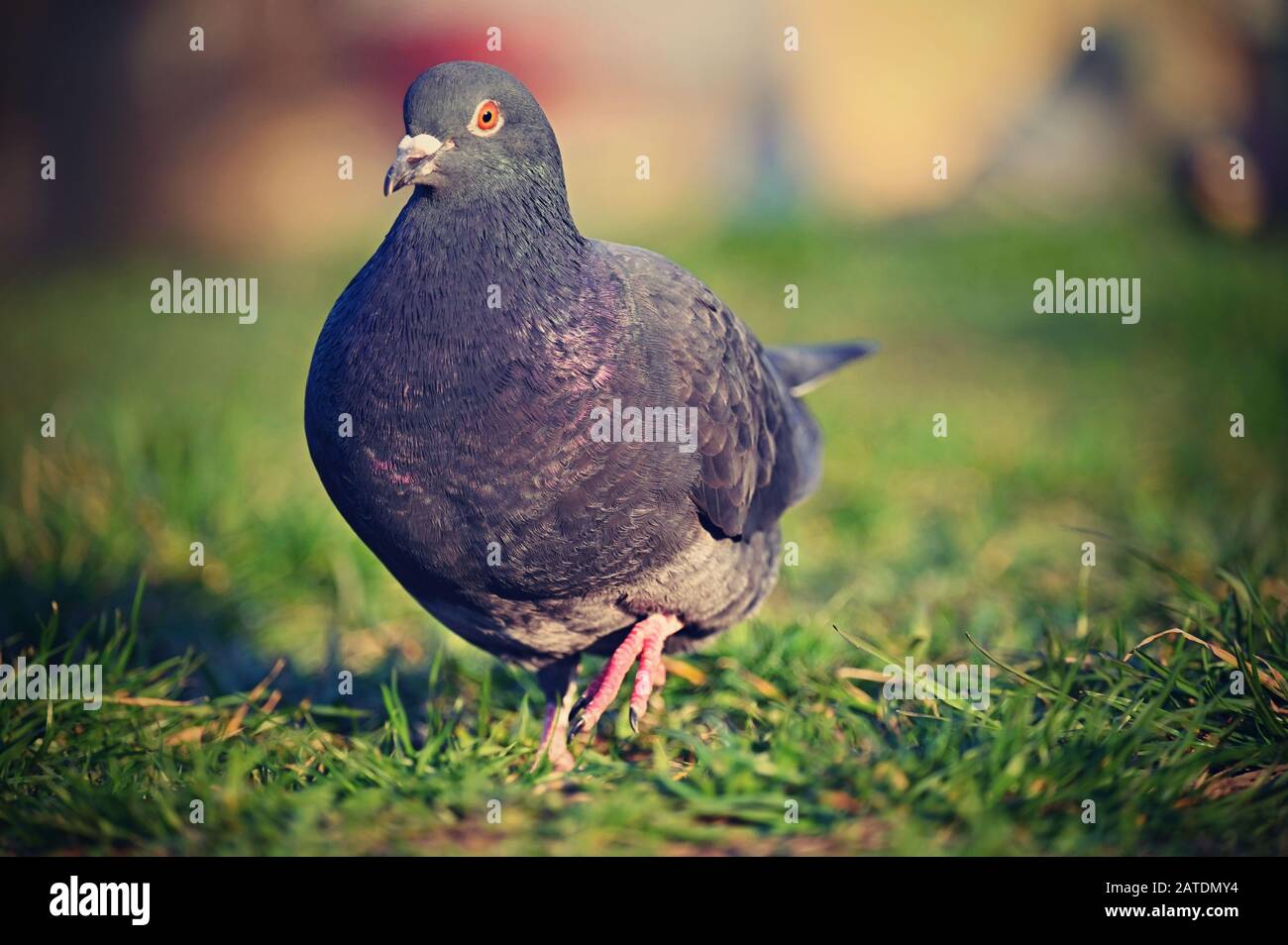 Color fauna hi-res stock photography and images - Alamy