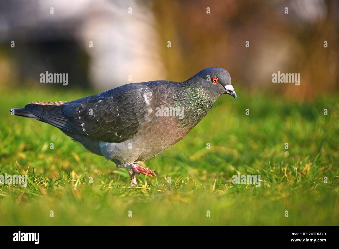 Animal - bird pigeon. Beautiful closeup shot of a pigeon in the wild ...