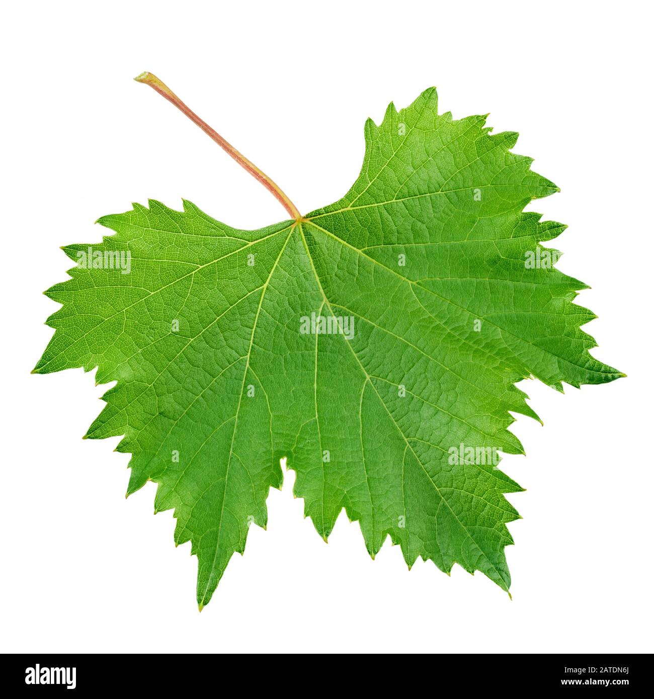 Grape leaf isolated on white. Full depth of field. Field with Clipping ...
