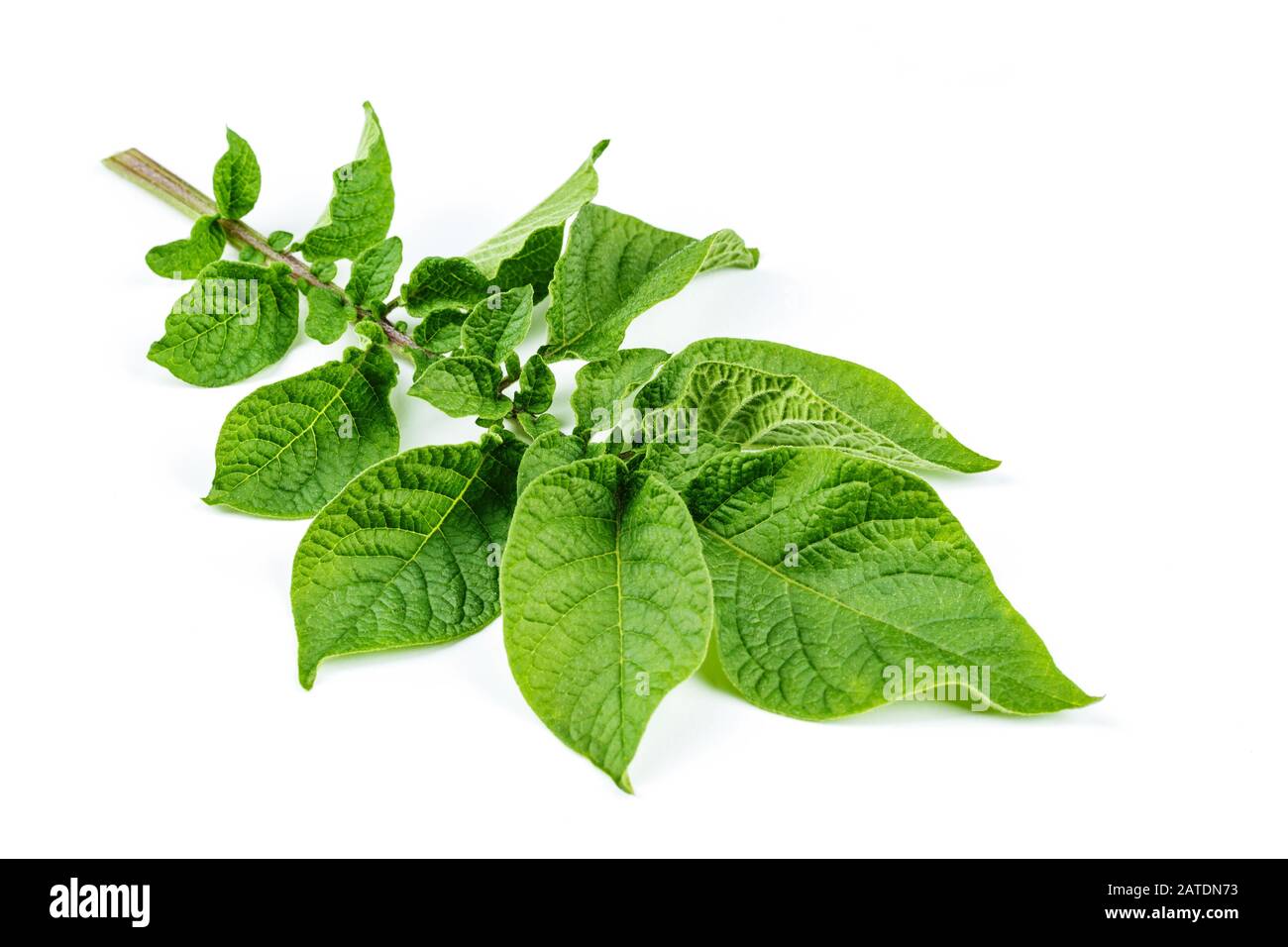 Potato leaf isolated on white. Full depth of field. Field with Clipping ...