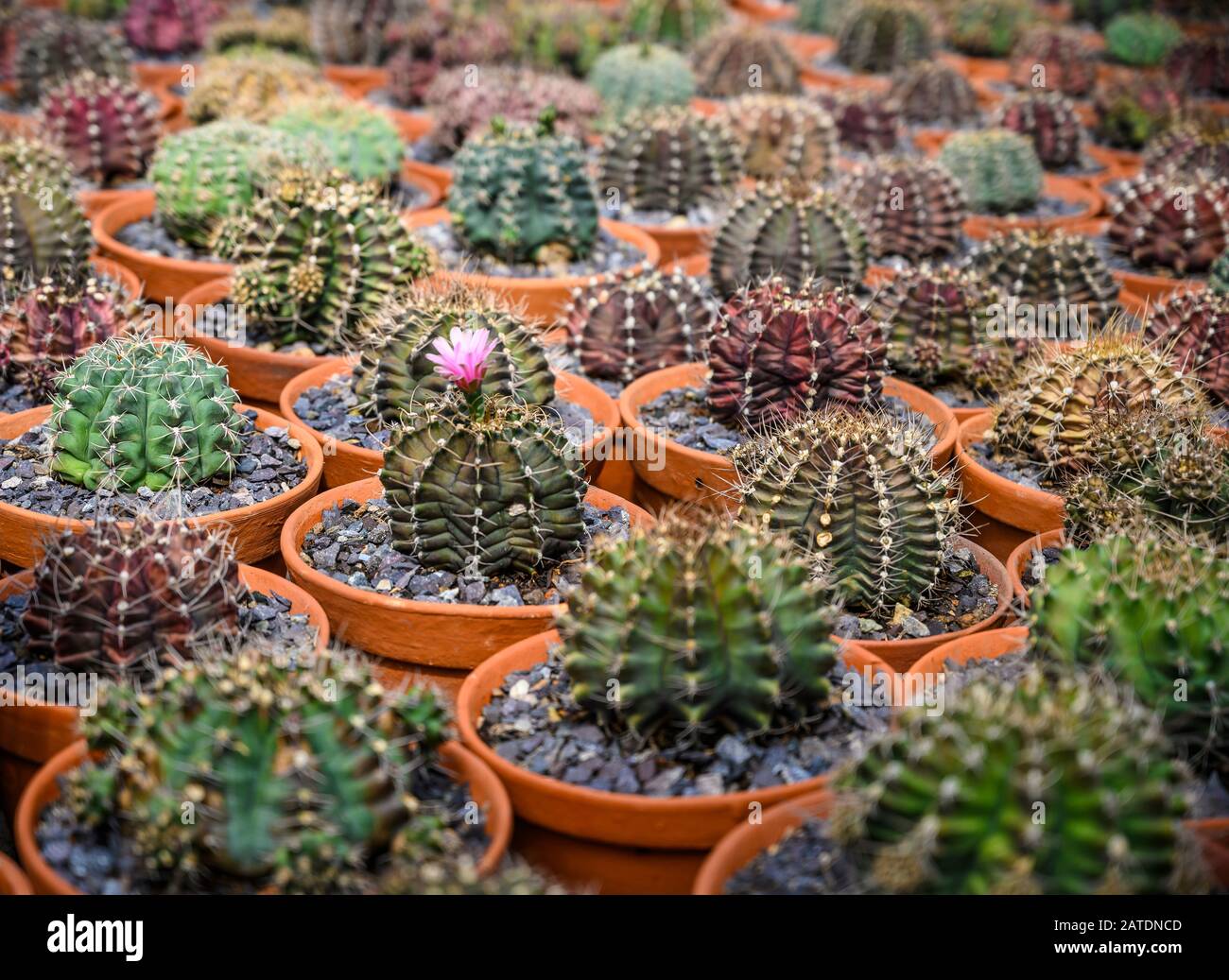 Group of cacti in brown pots Stock Photo - Alamy