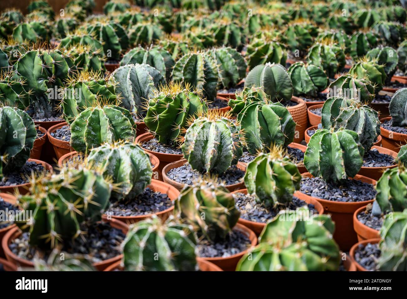Group of cacti in brown pots Stock Photo - Alamy