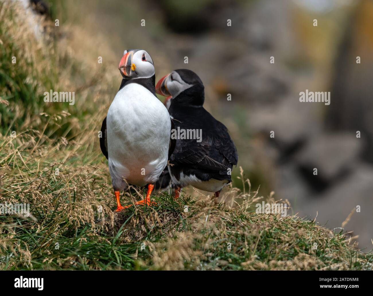 The Atlantic puffin, also known as the common puffin Stock Photo - Alamy