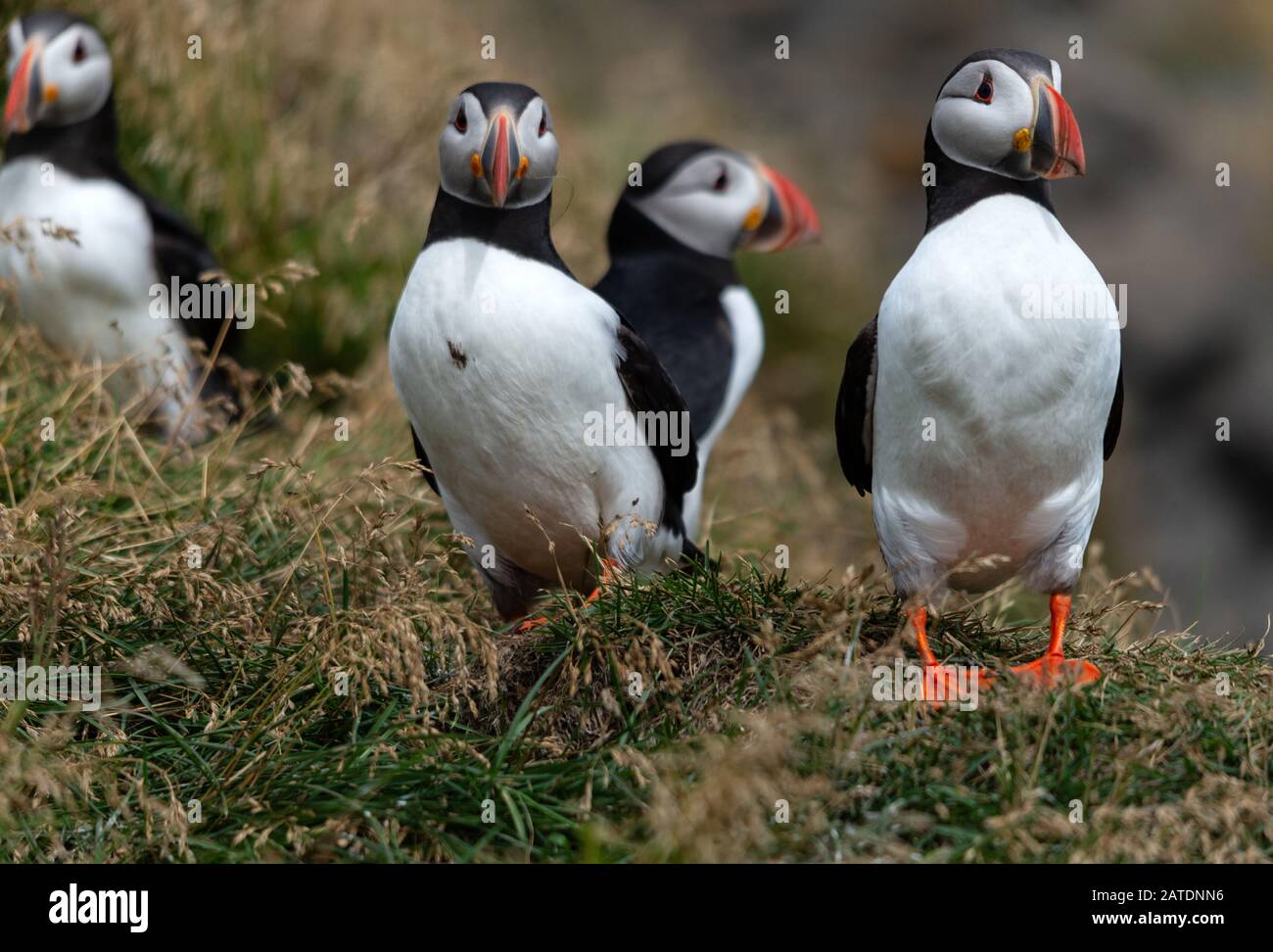 The Atlantic puffin, also known as the common puffin Stock Photo - Alamy