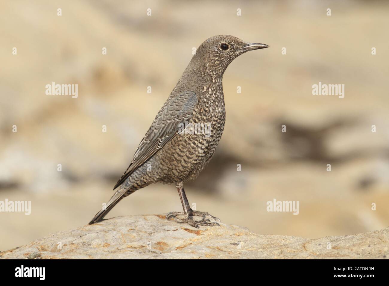 Female rock thrush hi-res stock photography and images - Alamy