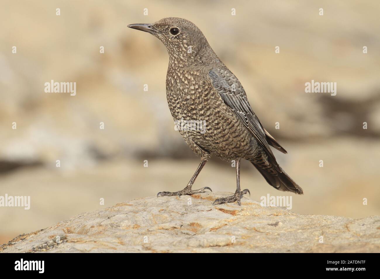 Blue Capped Rock Thrush Female