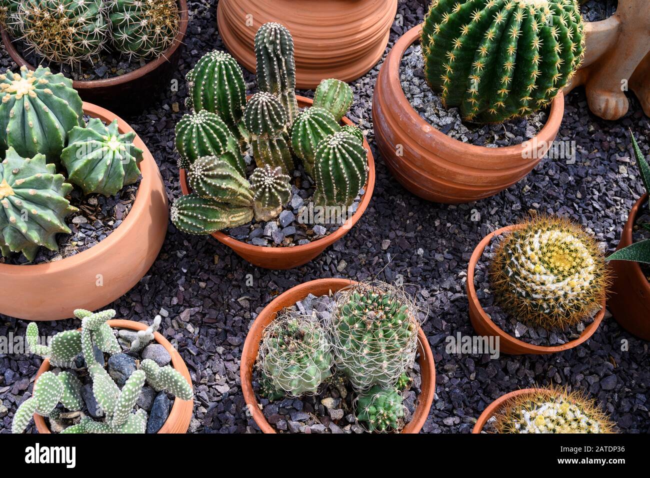 Group of cacti in brown pots Stock Photo - Alamy