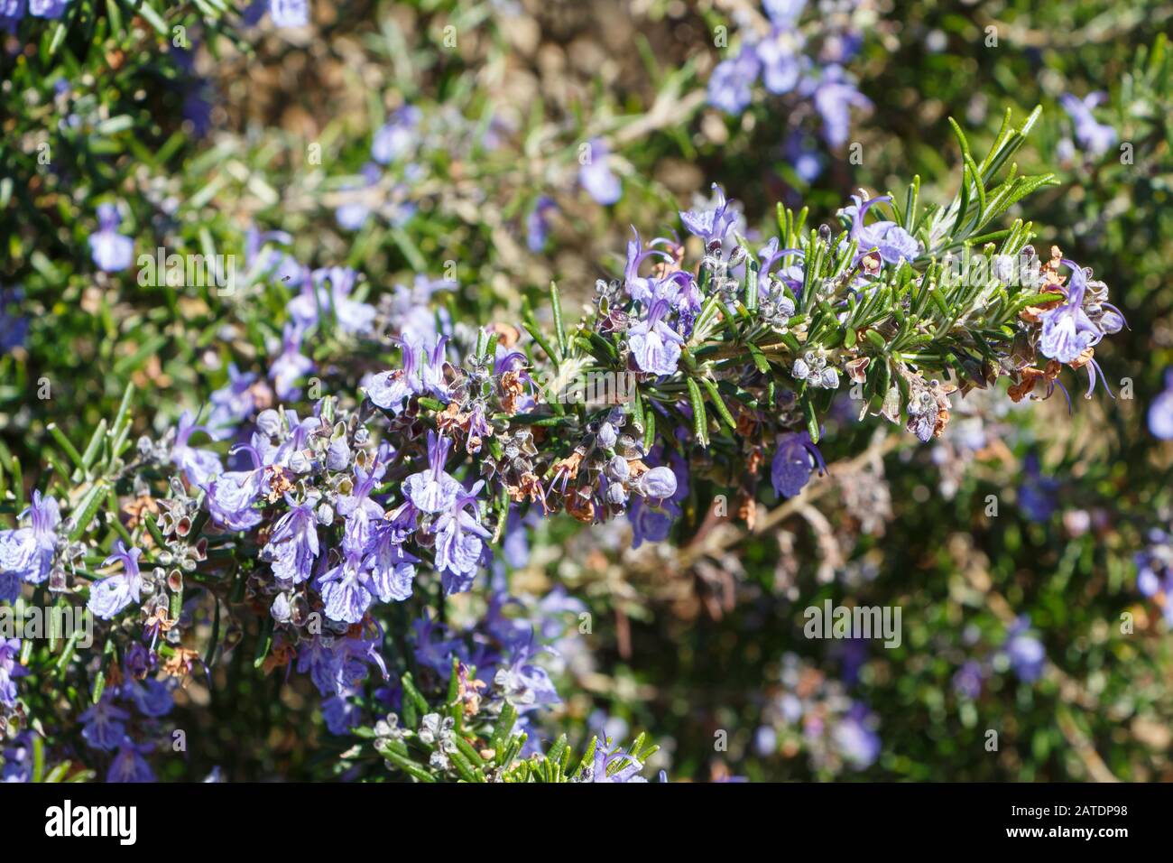 Rosemary plant with purple flowers in a garden during spring Stock ...