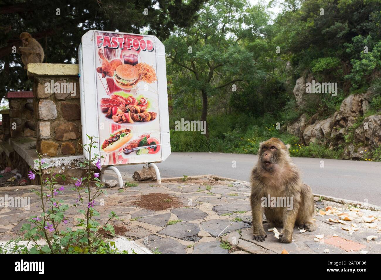 Barbary Macaques, an endangered species of Monkey on the approach road ...