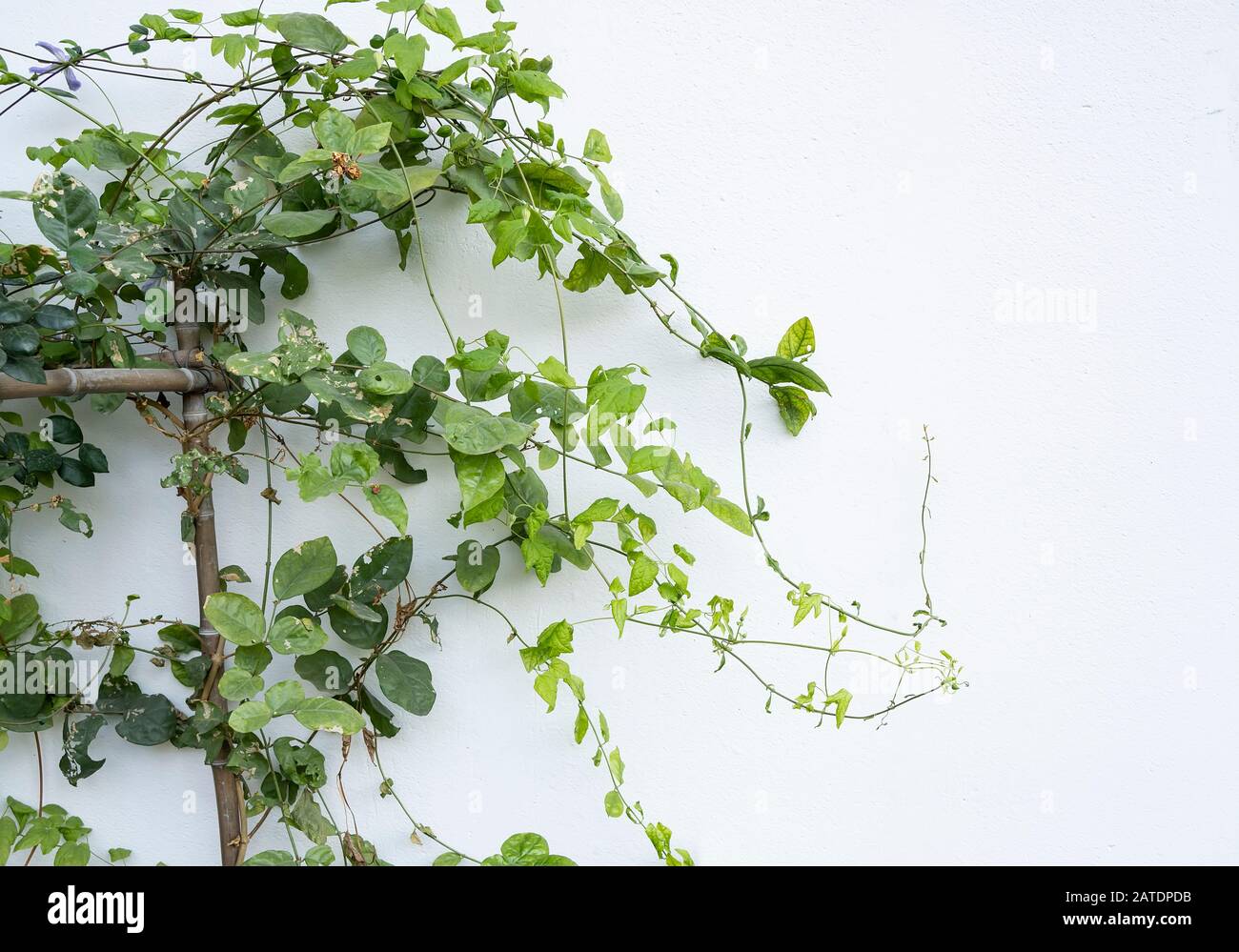 ivy isolated on white background,Natural green texture Stock Photo - Alamy