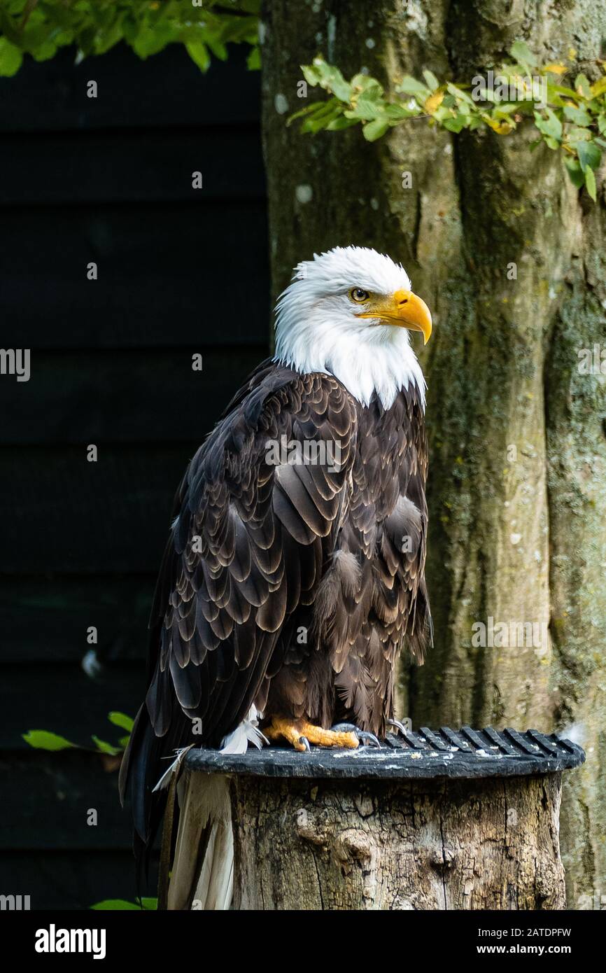 Bald Eagle Portrait Stock Photo - Alamy