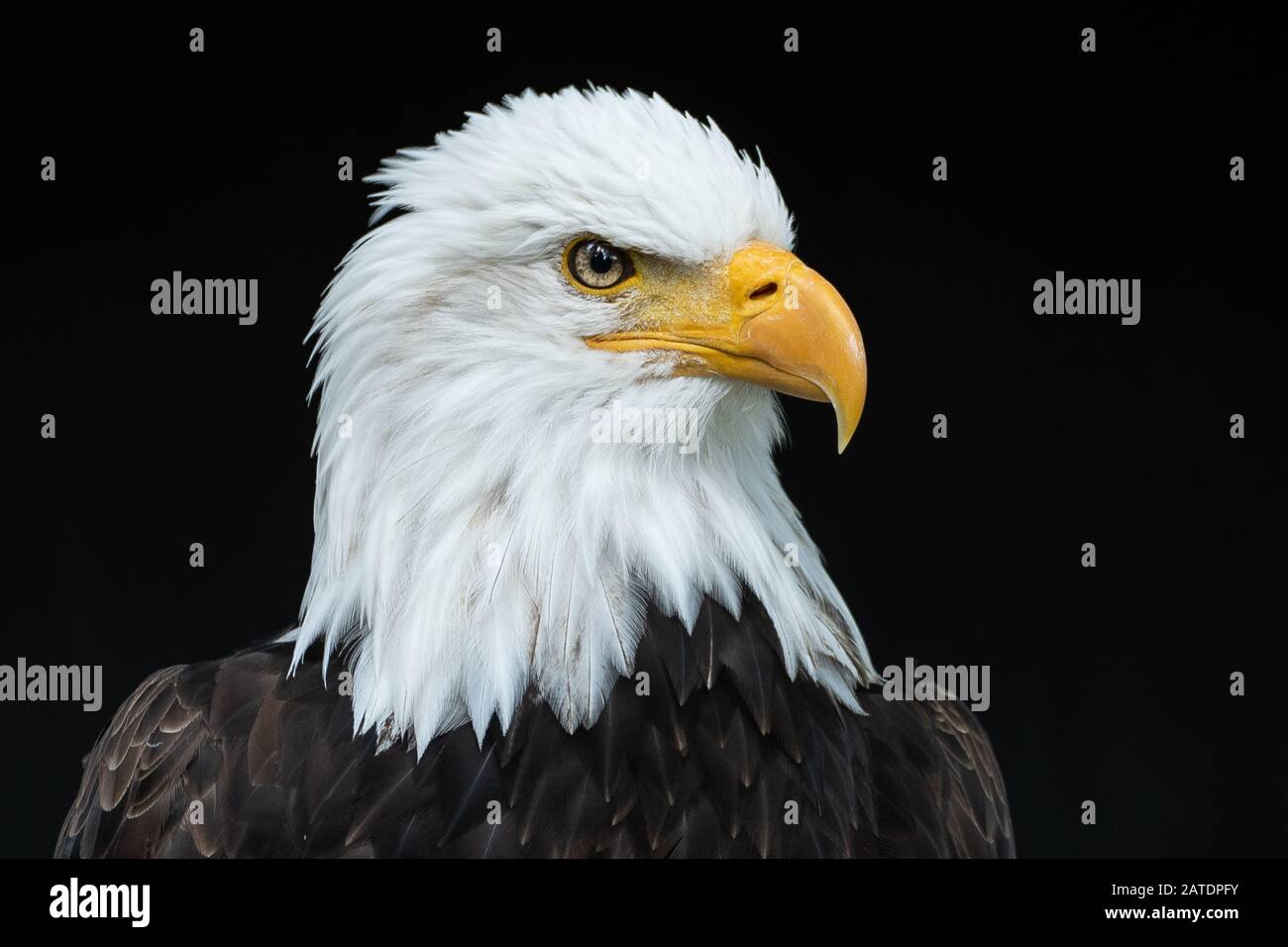 Bald Eagle Portrait Stock Photo - Alamy