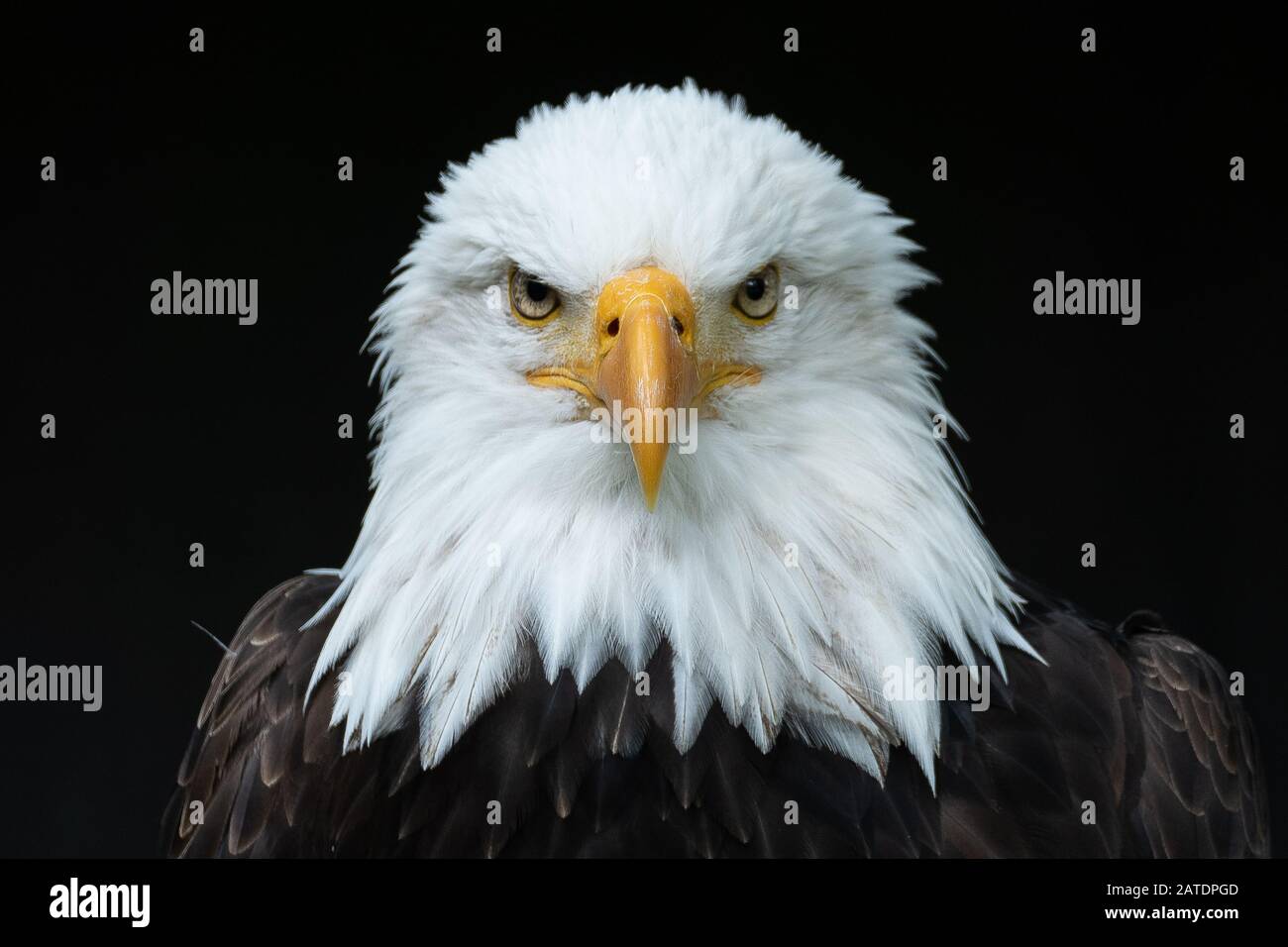 Bald Eagle Portrait Stock Photo - Alamy