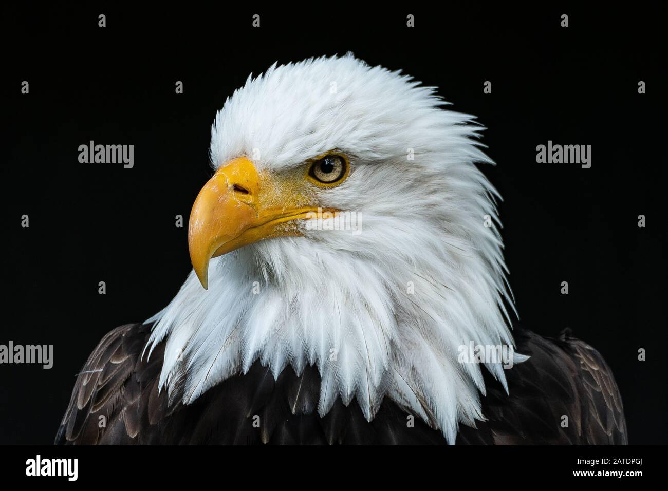 Bald Eagle Portrait Stock Photo - Alamy