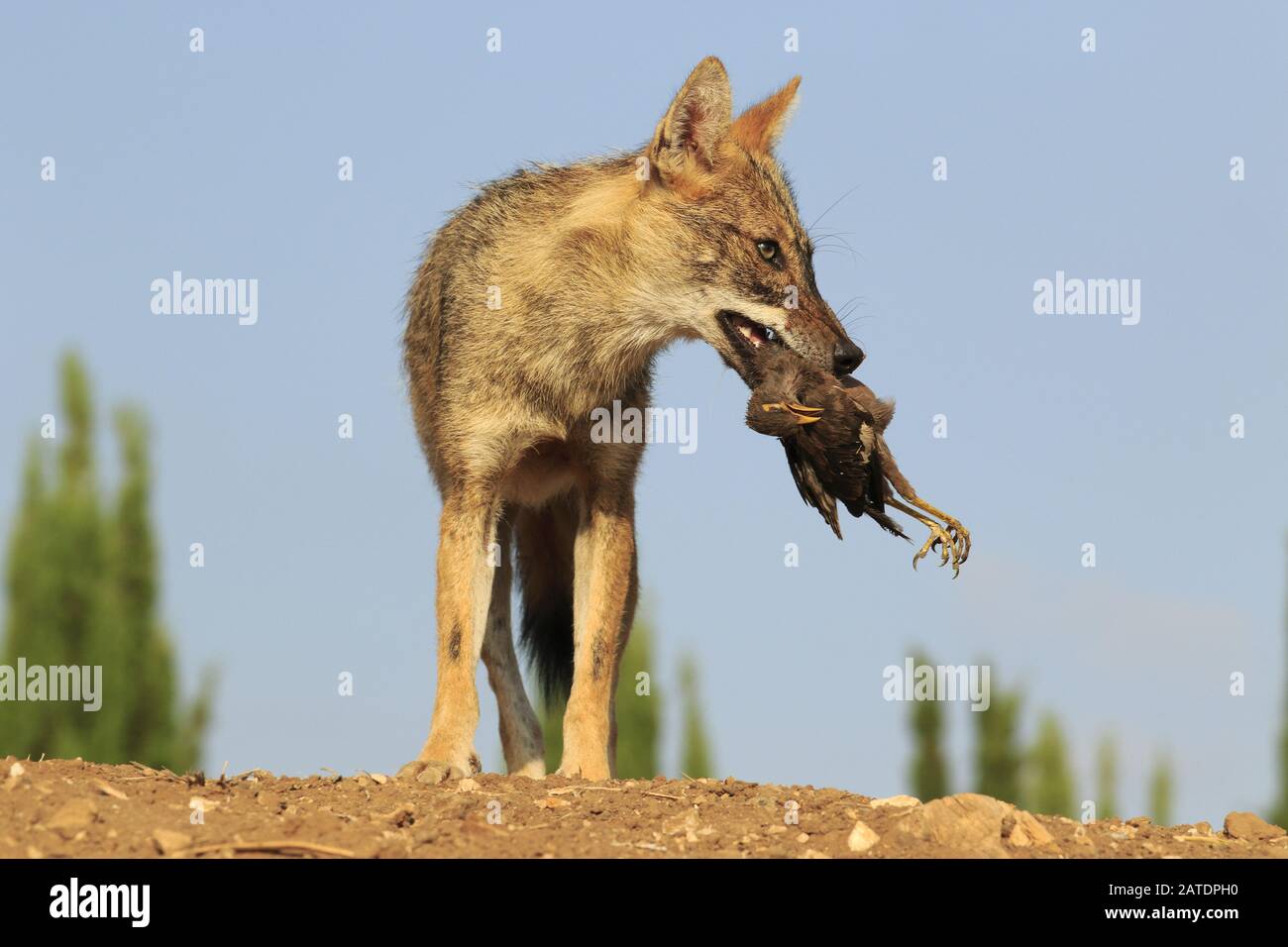 Chacal hunting hi-res stock photography and images - Alamy