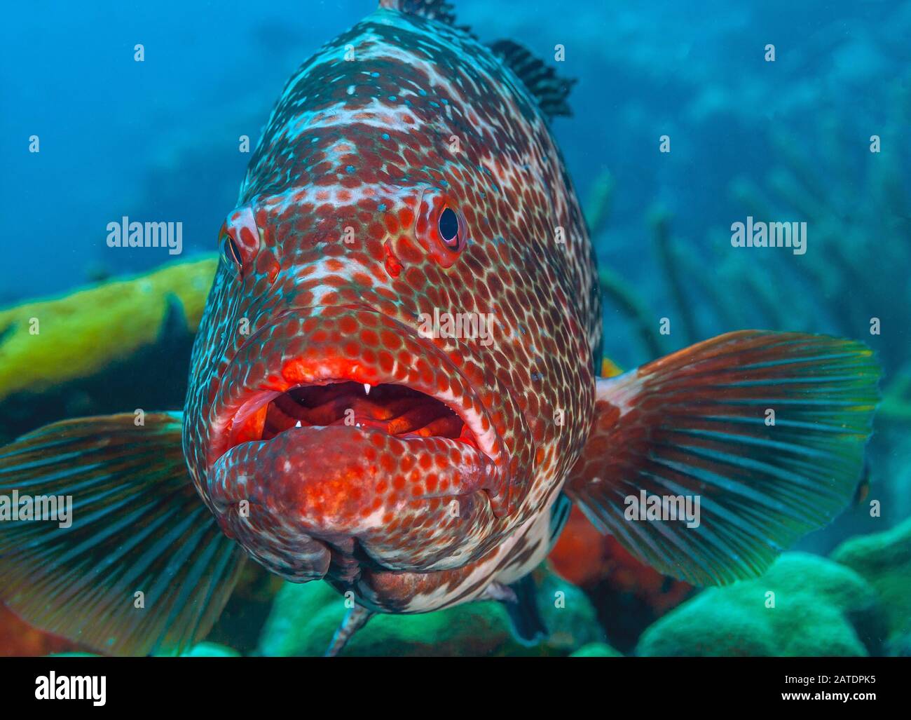 Caribbean coral reef off the coast of the island of Bonaire,tiger ...