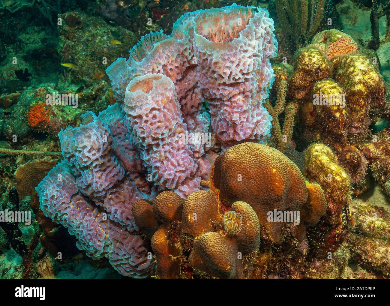 Caribbean coral reef off the coast of the island of Bonaire ...