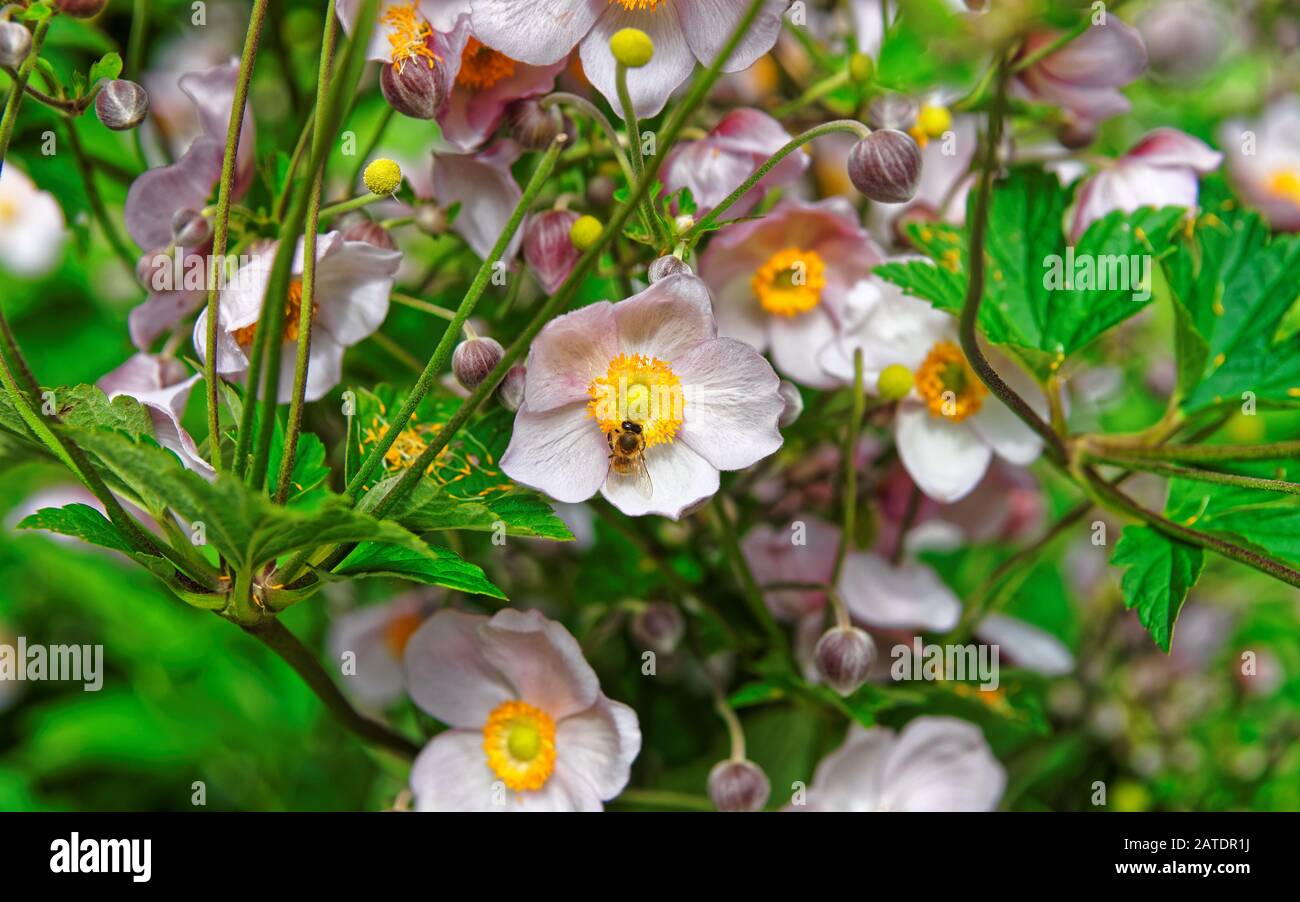 Pink garden flowers of Lauterbrunnen valley in Bern Switzerland Stock ...