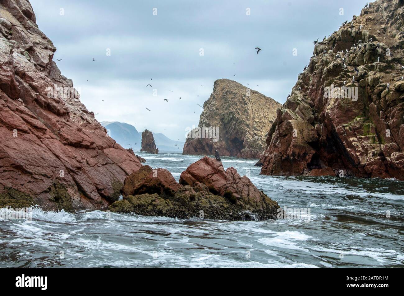 Paracas National Park in Peru with animals. Ica, Peru Stock Photo - Alamy