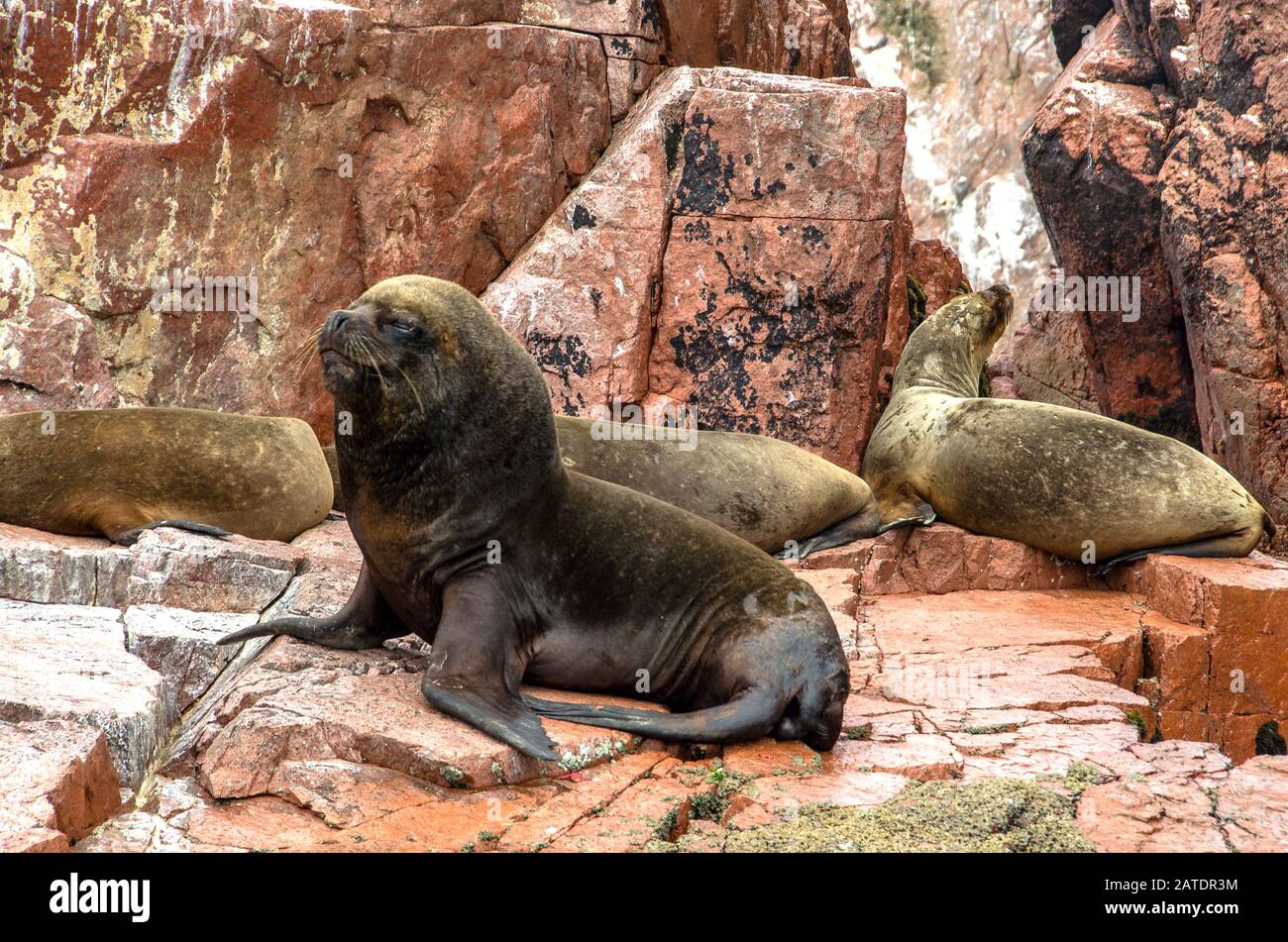 Paracas National Park in Peru with animals. Ica, Peru Stock Photo - Alamy