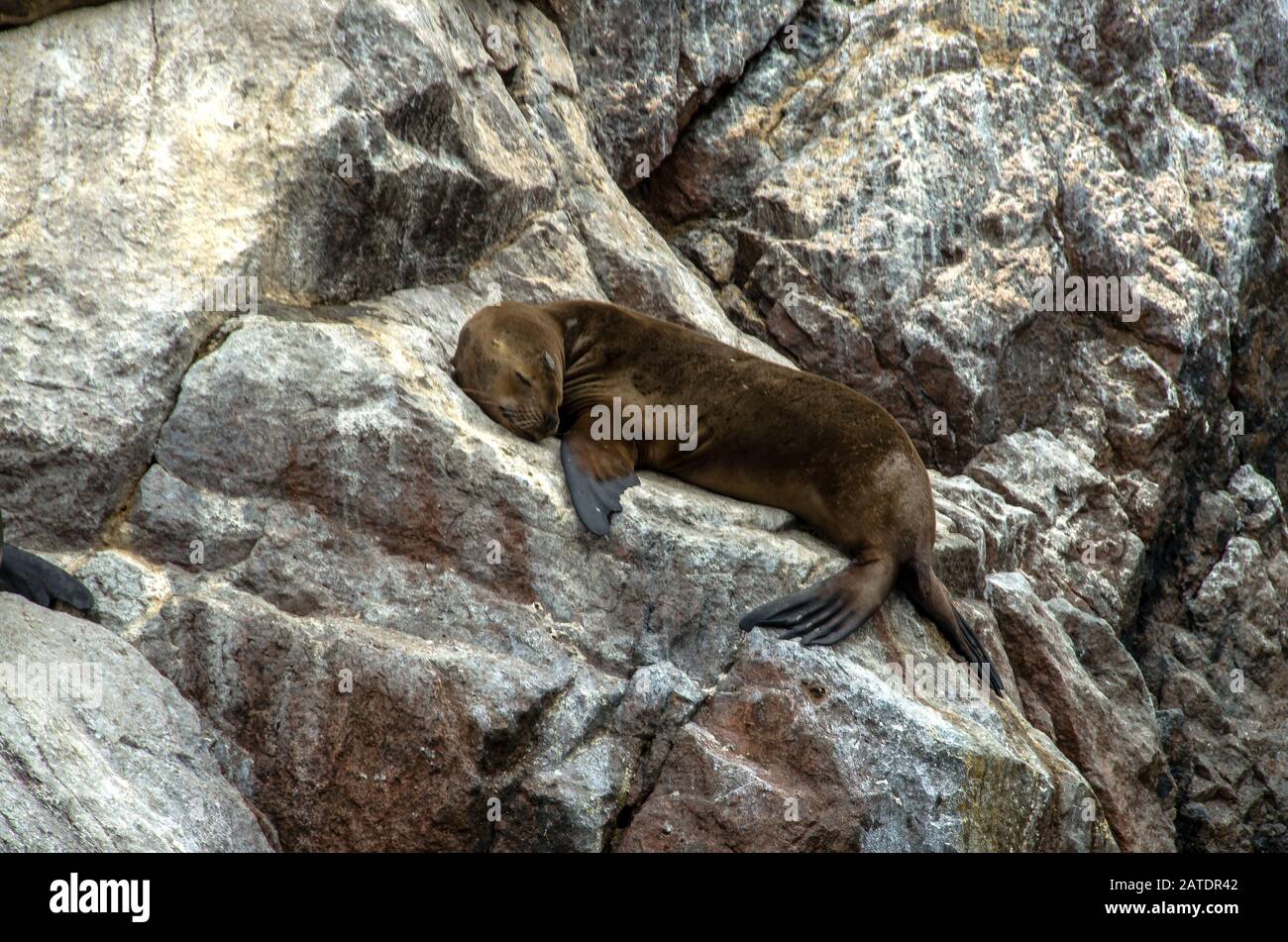 Paracas National Park in Peru with animals. Ica, Peru Stock Photo - Alamy