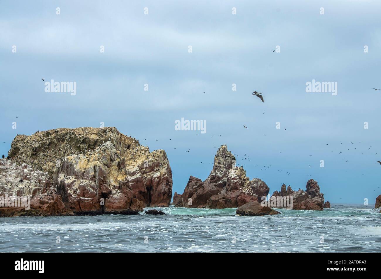 Paracas National Park in Peru with animals. Ica, Peru Stock Photo - Alamy