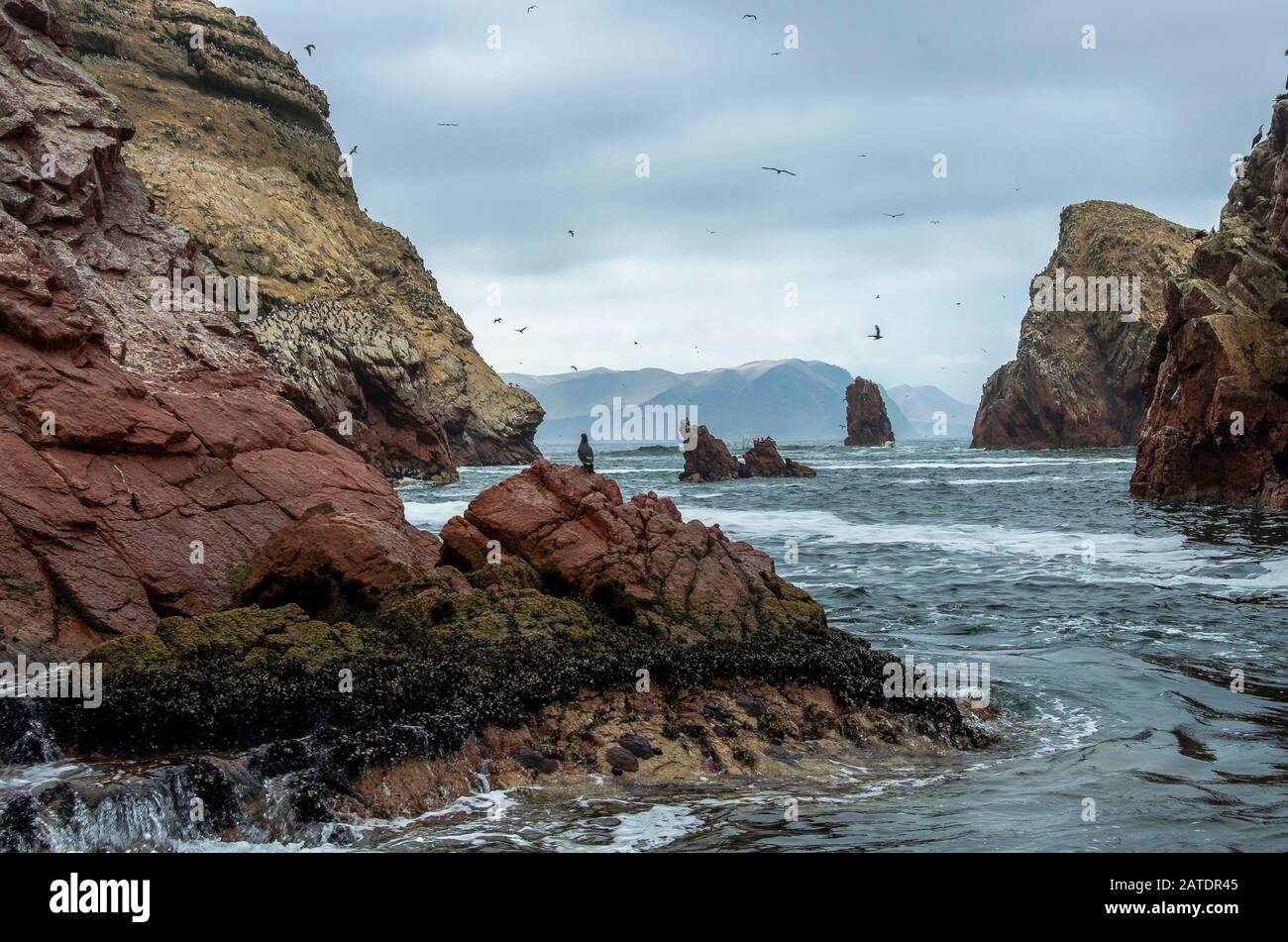 Paracas National Park in Peru with animals. Ica, Peru Stock Photo - Alamy