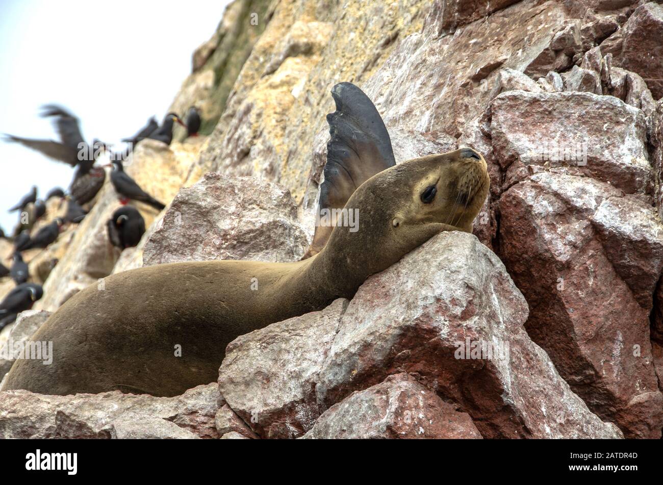 Paracas National Park in Peru with animals. Ica, Peru Stock Photo - Alamy