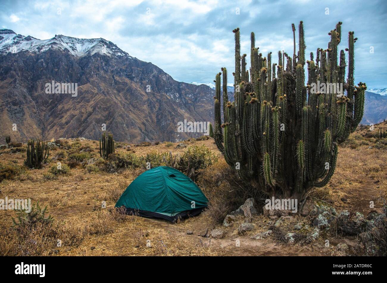 Camping at the Colca Canyon with big cactus, Peru. Tourist camping on ...