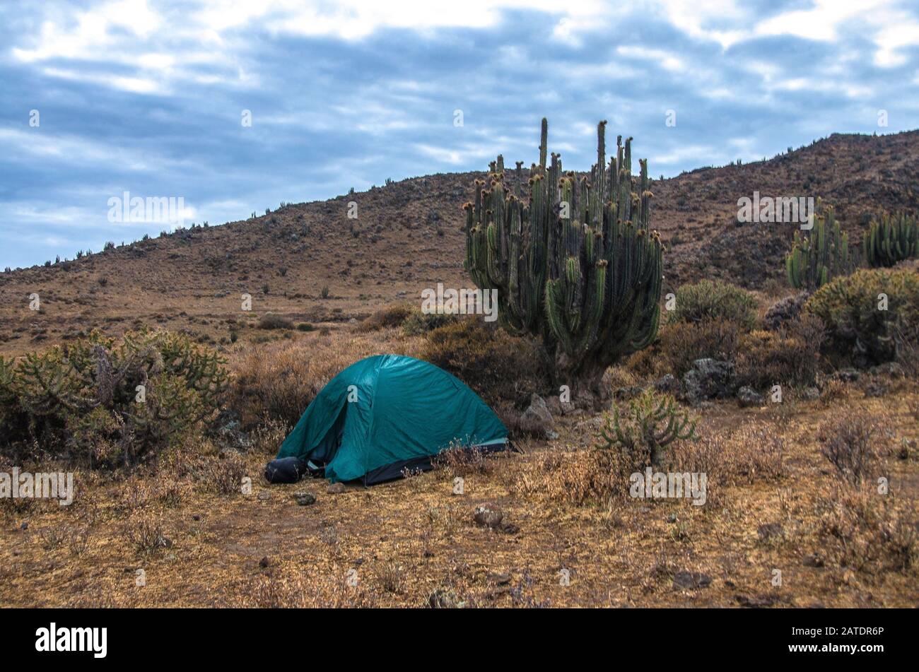 Camping at the Colca Canyon with big cactus, Peru. Tourist camping on ...